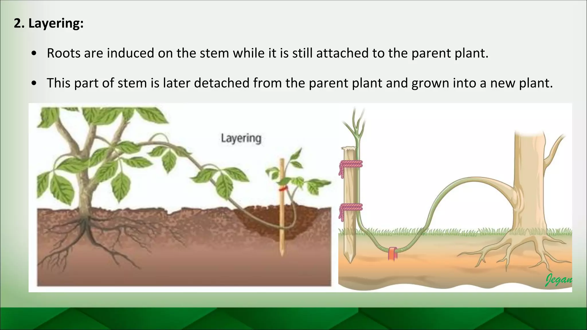 Cultivation,Collection, Processing and Storage of crude drugs | PDF