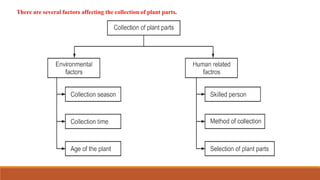 CULTIVATION, COLLECTION, PROCESSING AND STORAGE OF DRUGS OF NATURAL ...