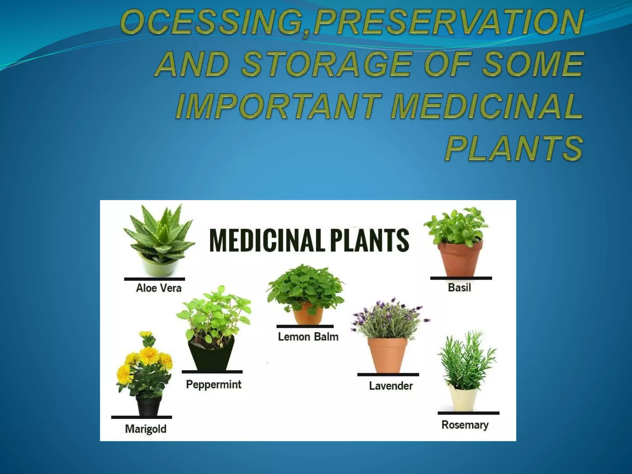 Cultivation,collection,processing,preservation and storage of medicinal ...