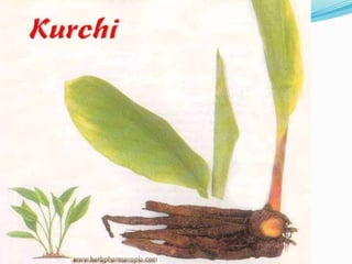 Cultivation,collection,processing,preservation and storage of medicinal ...