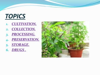 Cultivation,collection,processing,preservation and storage of medicinal ...