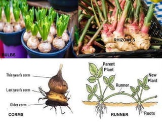 Cultivation, collection & storage.pptx | Agriculture | Industries