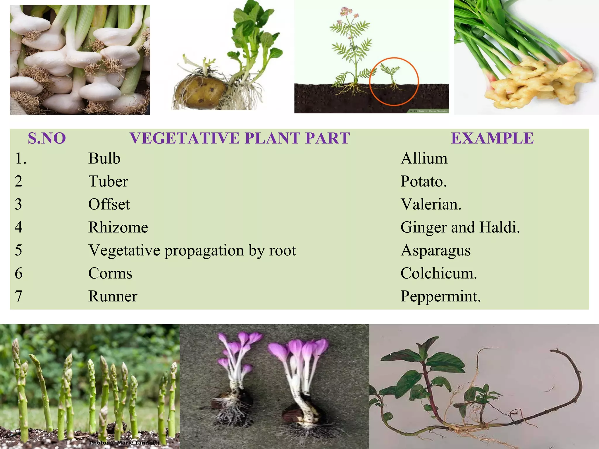 Cultivation, collection,storage of crude drugs | PPT