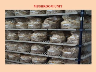 Cultivation methods of Mushrooms(1).pdf