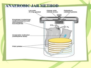 Cultivation of Anaerobic Bacteria | PPTX