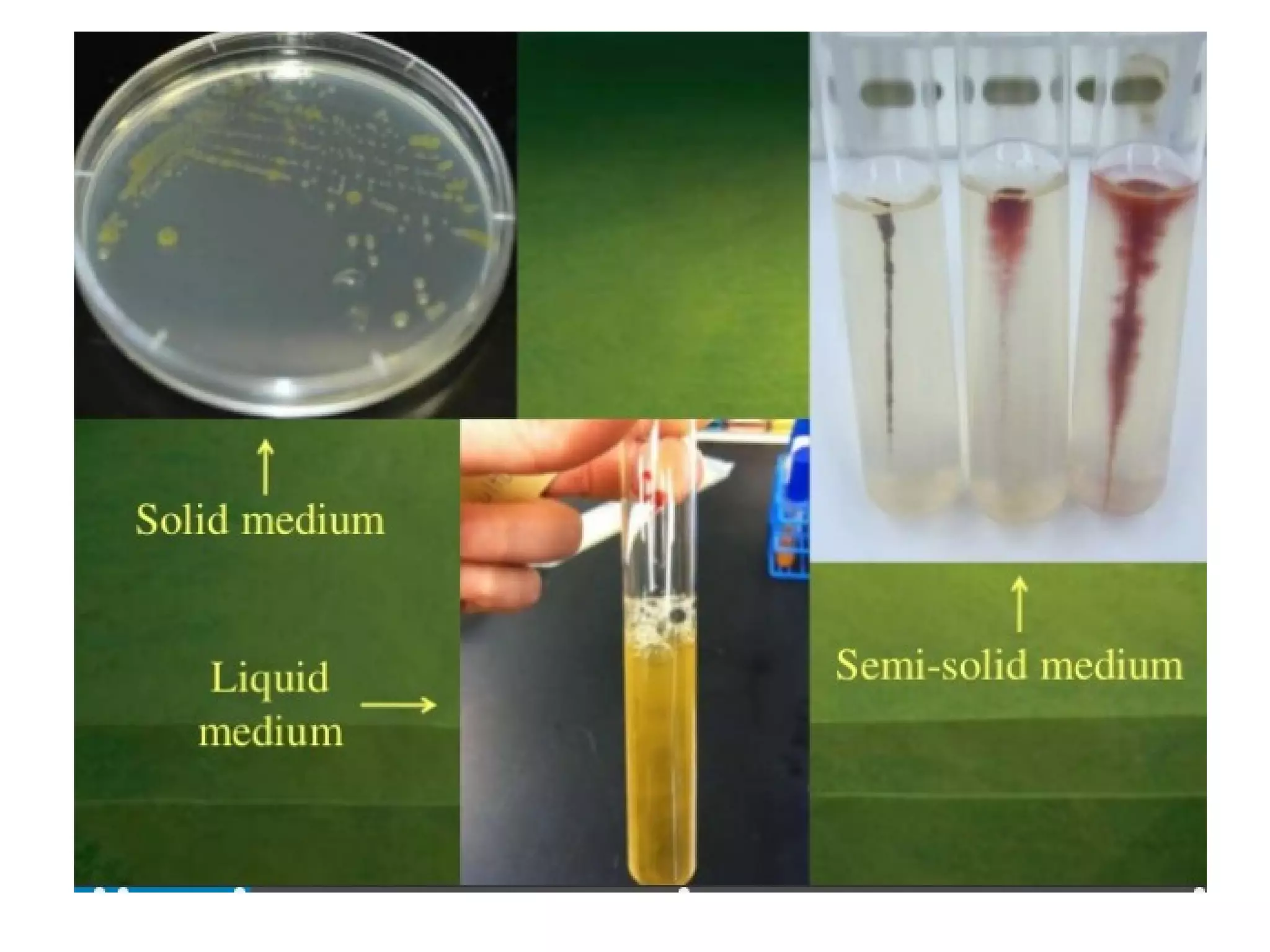 Cultivation of bacteria and culture methods | PPT