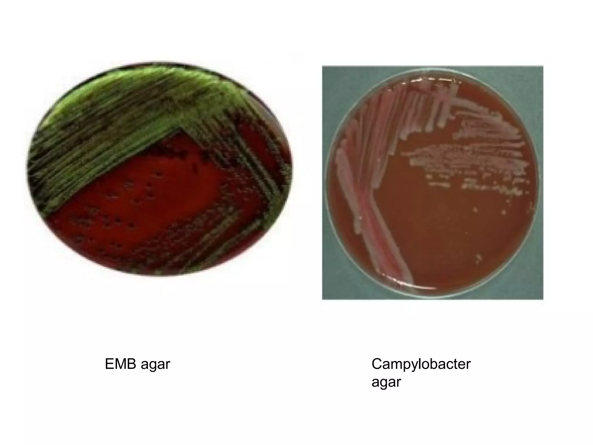 Cultivation of bacteria and culture methods | PPT