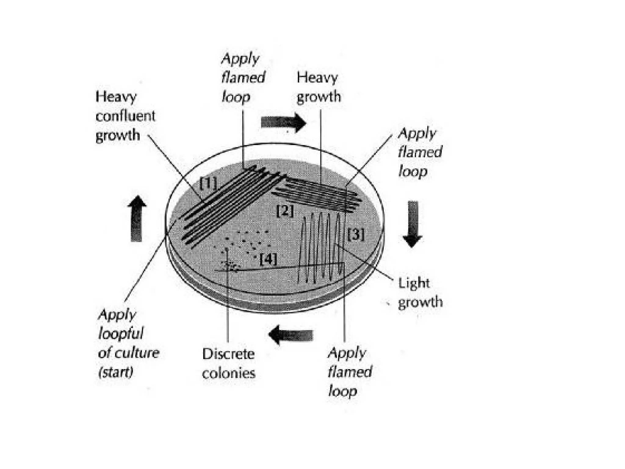Cultivation of bacteria and culture methods | PPT