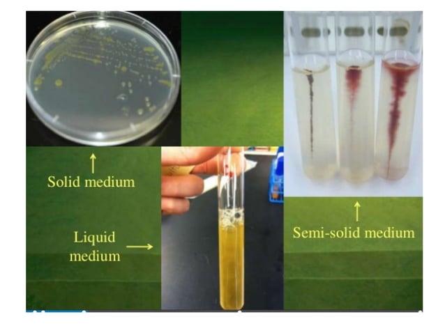 Cultivation of bacteria and culture methods | PPT | Biological Sciences ...