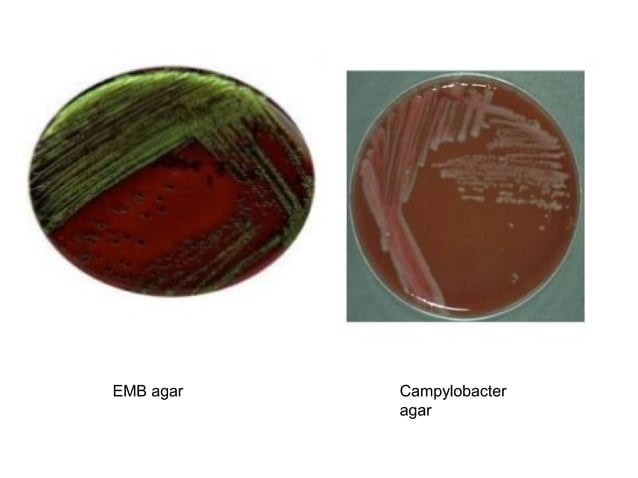 Cultivation of bacteria and culture methods | PPT | Biological Sciences ...