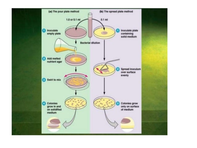 Cultivation of bacteria and culture methods