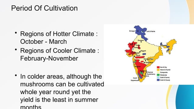 Cultivation Of Button Mushroom Agaricus Pptx Pptx