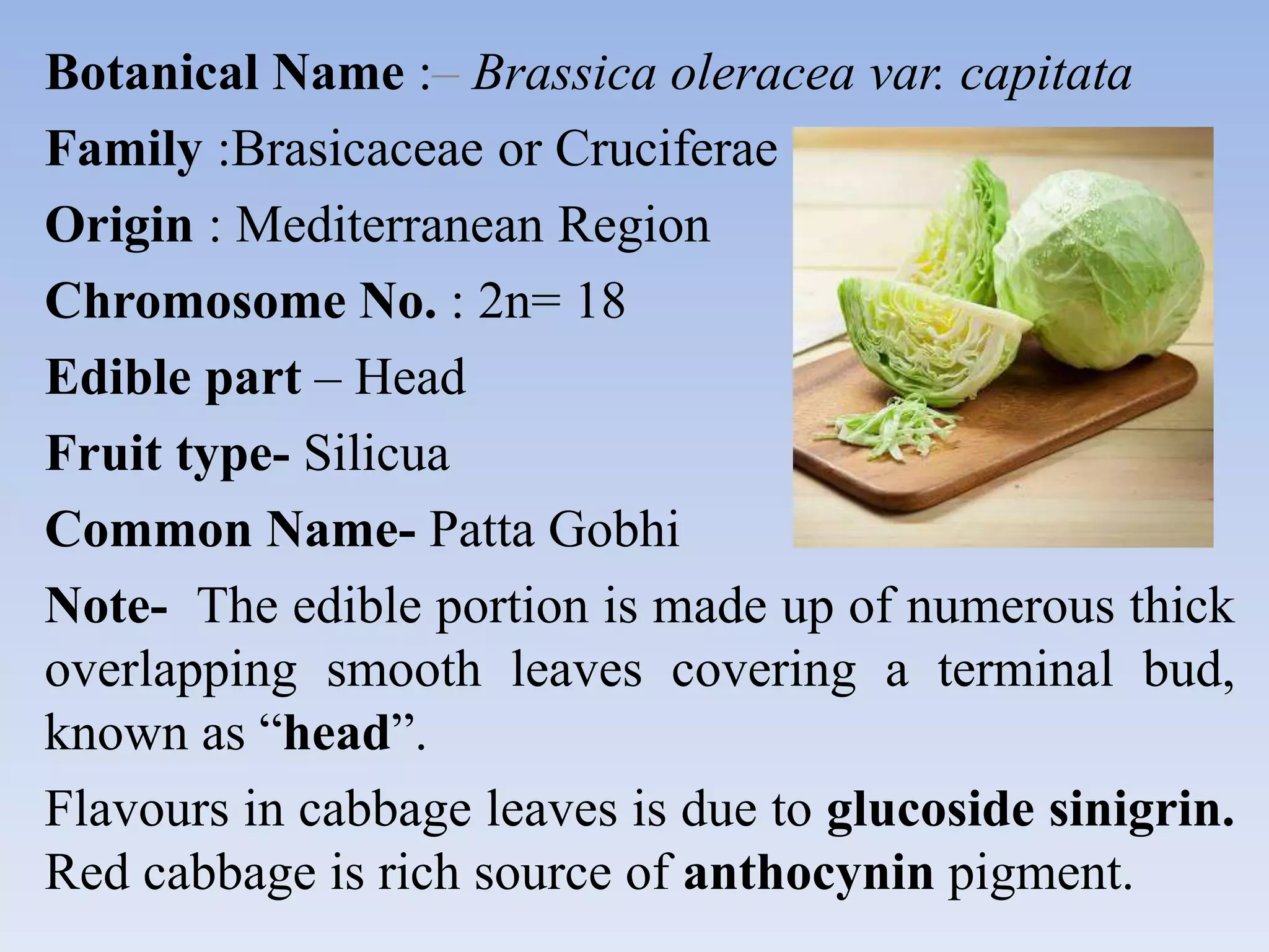 cultivation of cabbage.pptx