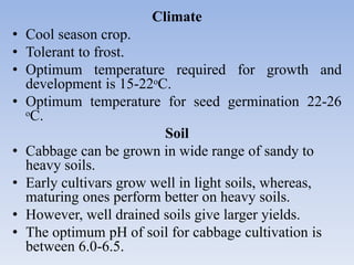 cultivation of cabbage.pptx