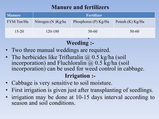 cultivation of cabbage.pptx