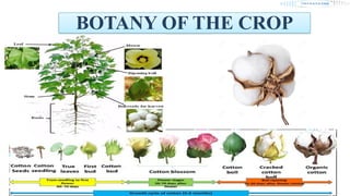 Cultivation practices of cotton crop .pptx