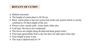 Cultivation of cumin | PPTX