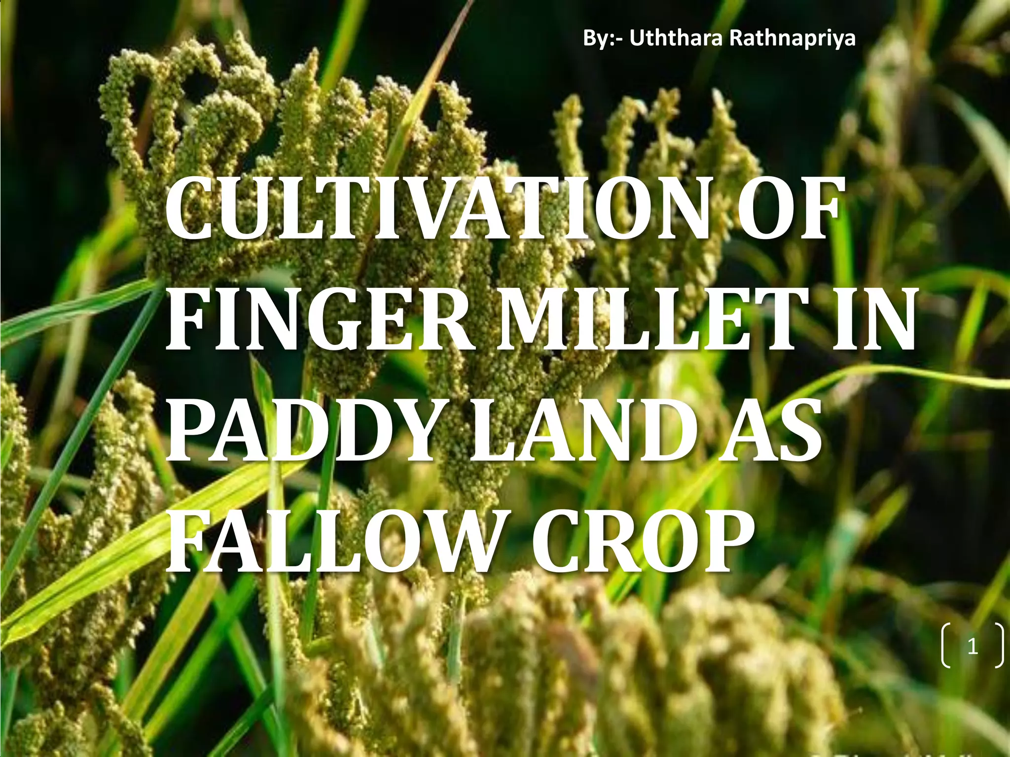 Cultivation of finger millet in paddy land as fallow crop | PDF