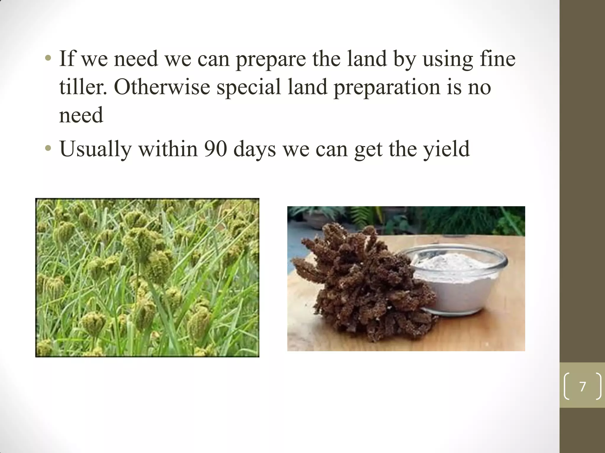 Cultivation of finger millet in paddy land as fallow crop | PDF ...