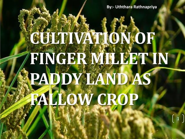 Cultivation of finger millet in paddy land as fallow crop | PDF ...