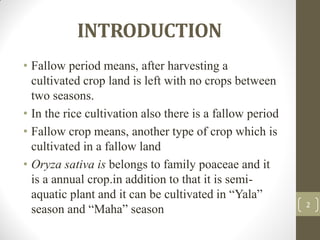 Cultivation of finger millet in paddy land as fallow crop | PDF
