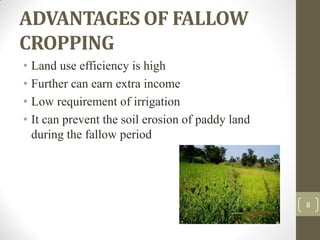 Cultivation of finger millet in paddy land as fallow crop | PDF ...
