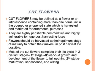 CULTIVATION OF IMPORTANT CUT FLOWERS.pptx