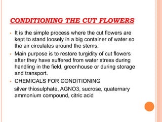 CULTIVATION OF IMPORTANT CUT FLOWERS.pptx