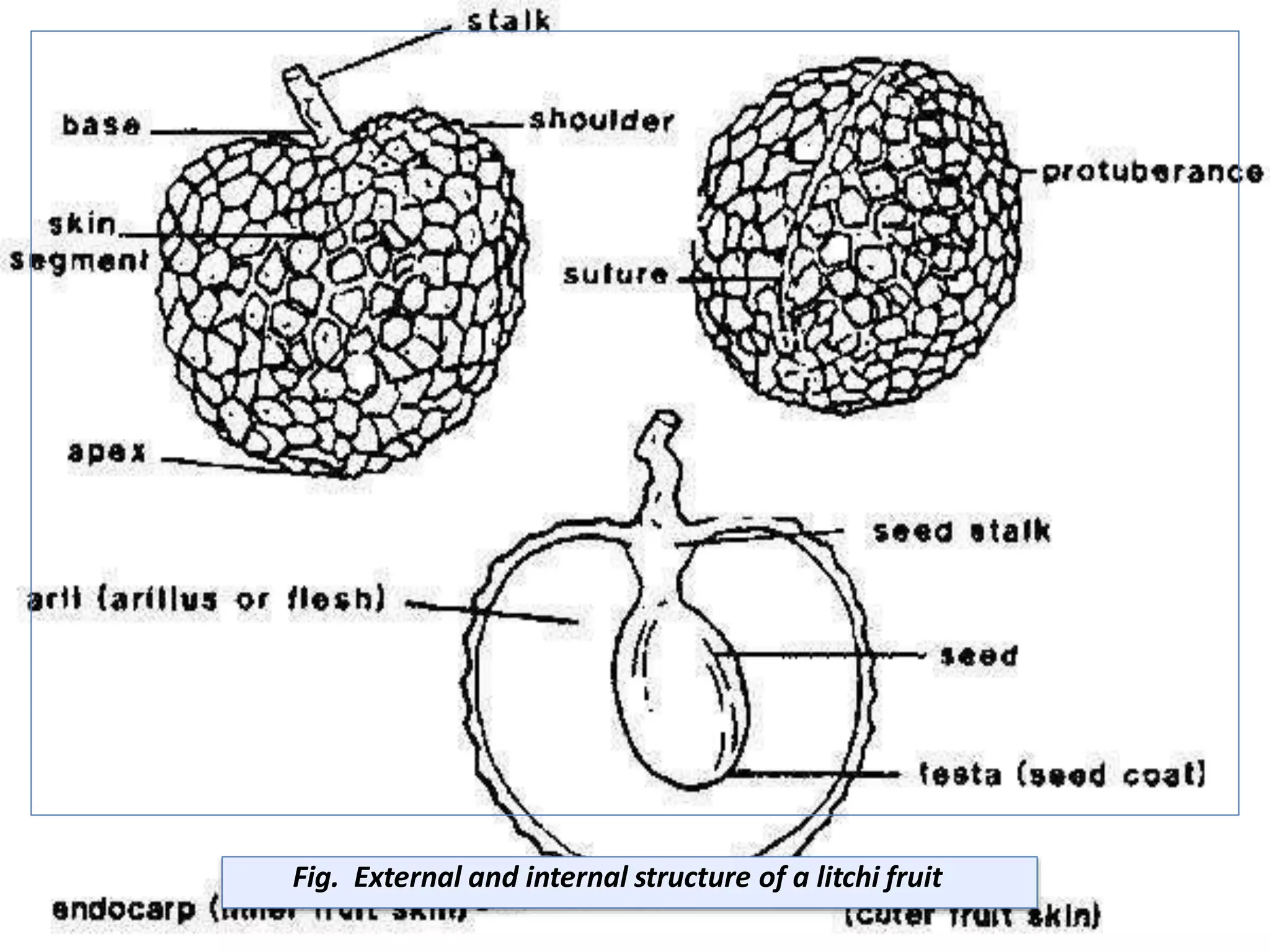Cultivation of Litchi | PPTX