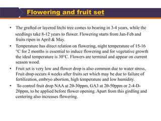 Cultivation of Litchi | PPTX