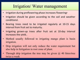 Cultivation of mango | PPTX
