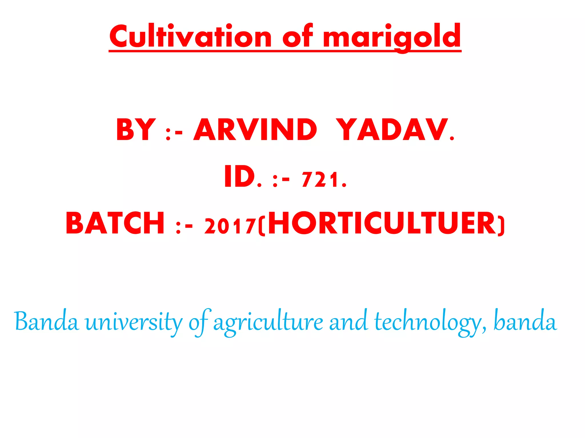 Cultivation of marigold. production technology of marigold . | PPTX