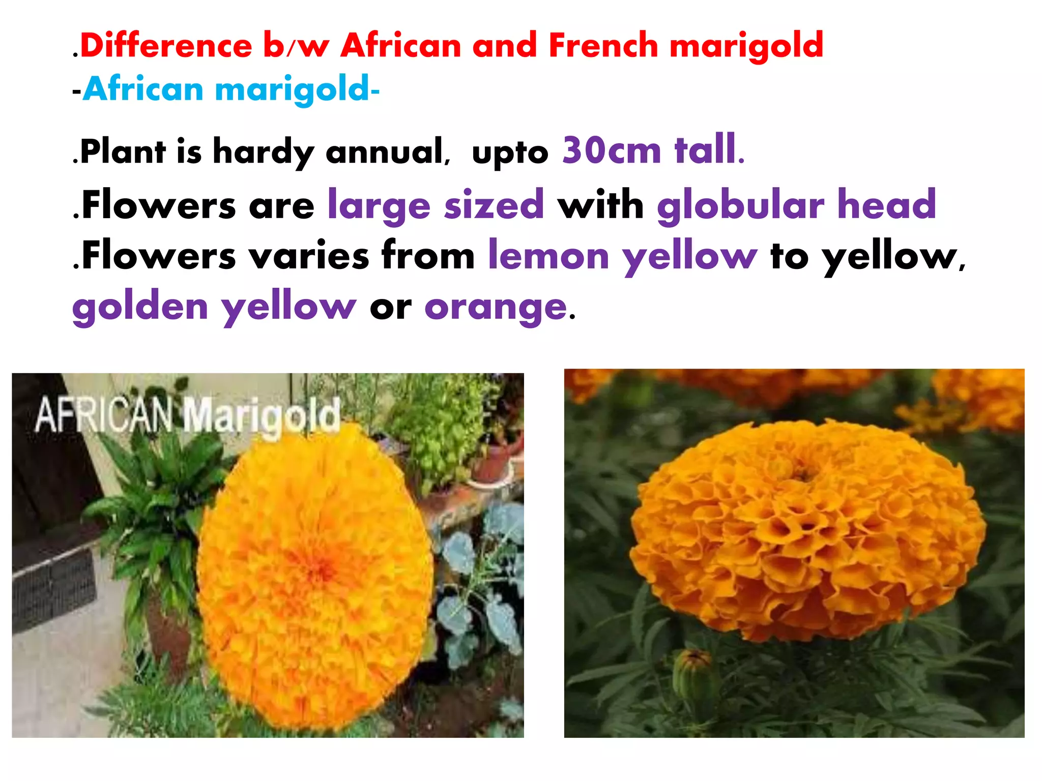 Cultivation of marigold. production technology of marigold . | PPTX