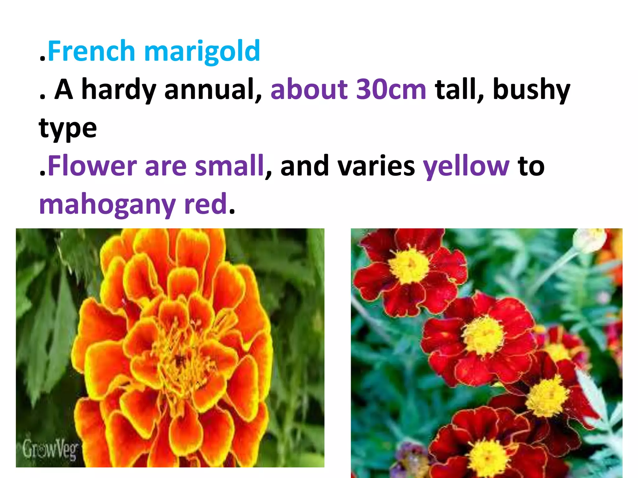 Cultivation of marigold. production technology of marigold . | PPTX