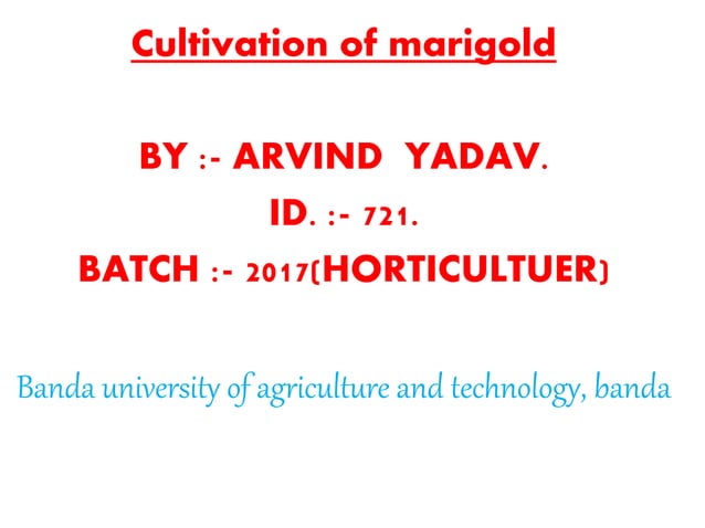 Cultivation of marigold. production technology of marigold . | PPTX