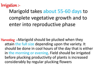 Cultivation of marigold. production technology of marigold . | PPTX
