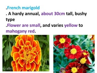 Cultivation of marigold. production technology of marigold . | PPTX