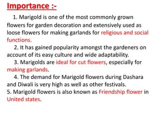 Cultivation of marigold. production technology of marigold . | PPTX