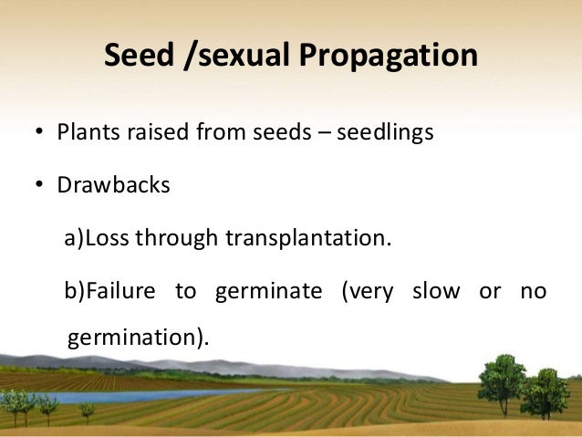 Cultivation Of Medicinal Plants By Seed Sexual Propagation