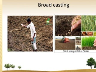 Cultivation of medicinal plants A Lecture By Mr Allah Dad Khan Visiting ...