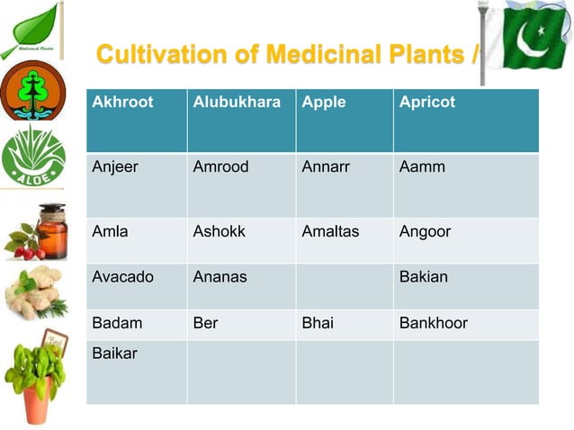 Cultivation of medicinal plants in pakistan In Pakistan By Mr Allah Dad ...