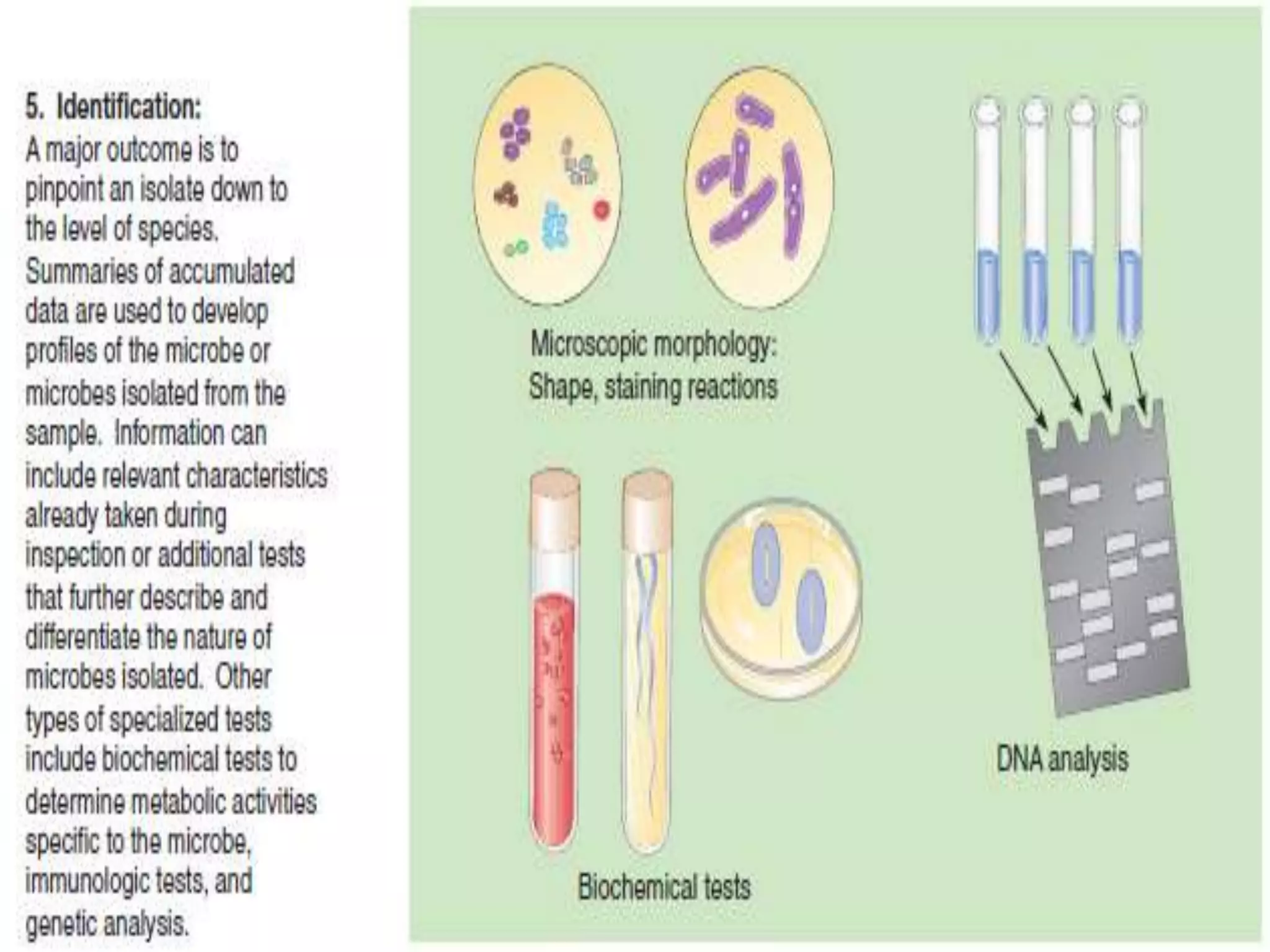 Cultivation of microorganism | PPTX
