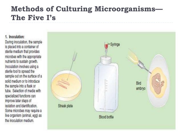 Cultivation of microorganism | PPTX | Chemistry | Science