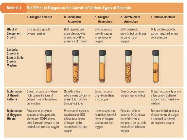 Cultivation of microorganism
