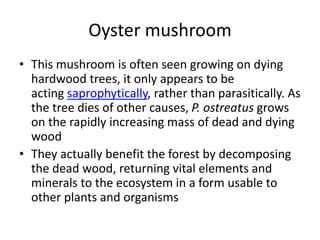 Cultivation of oyster mushroom | PPTX