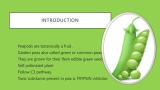 cultivation of Garden pea | PPTX