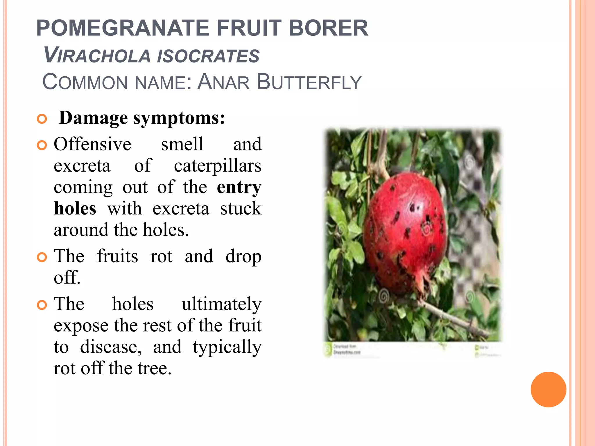 Cultivation of pomegranate | PPTX