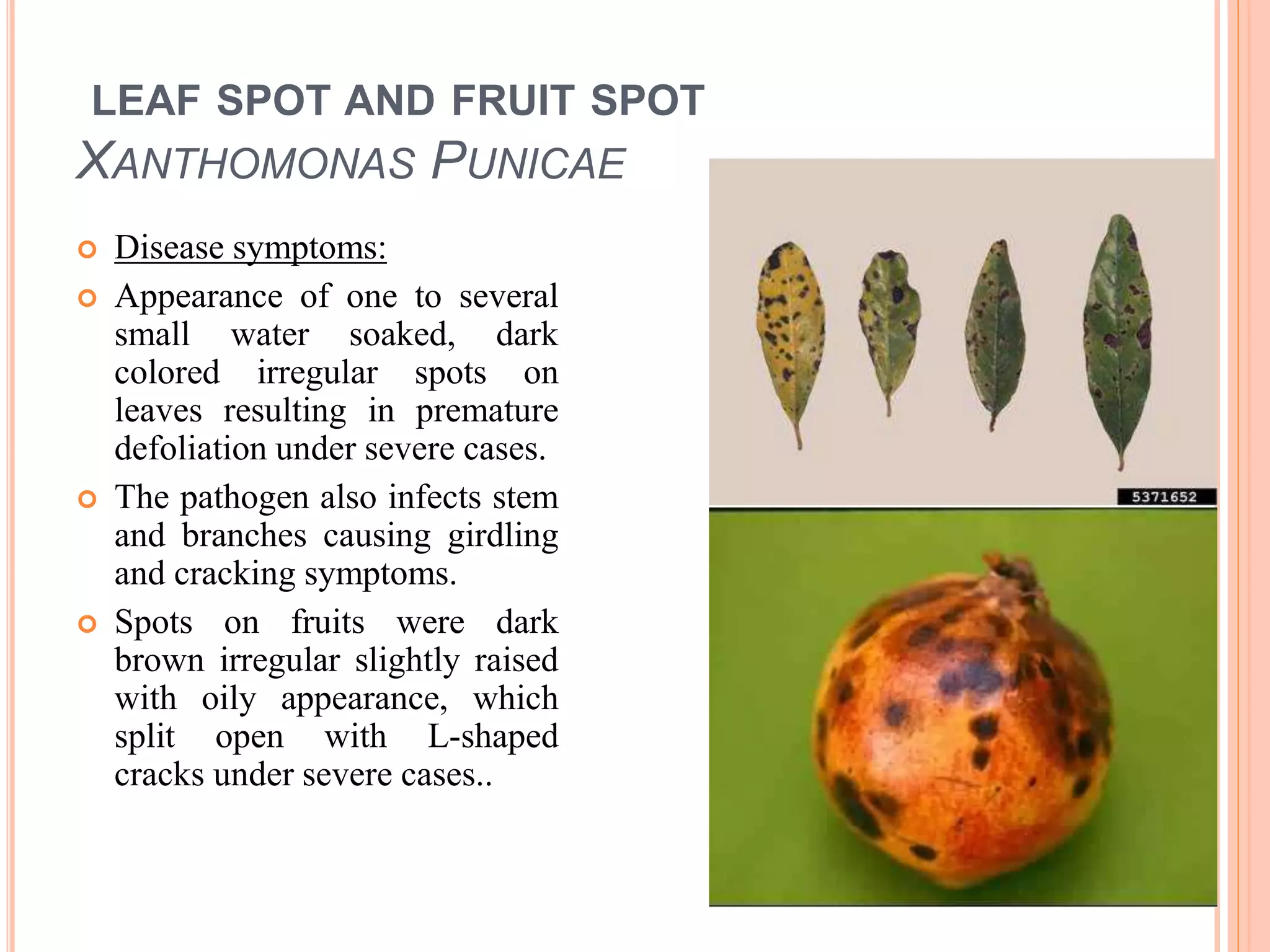 Cultivation of pomegranate | PPTX