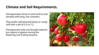 Cultivation Of Pomegranate.pptx in horticulture | PPTX