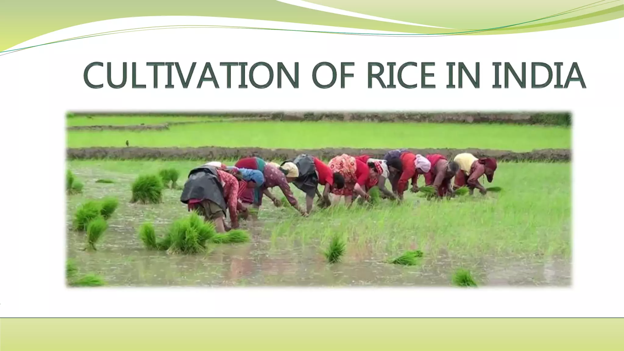 Cultivation of rice in india | PPTX
